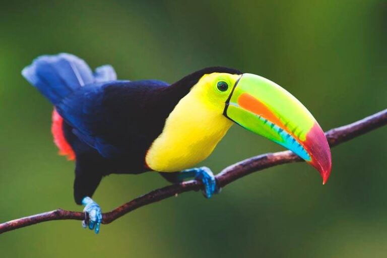 ¿Qué comen los tucanes?